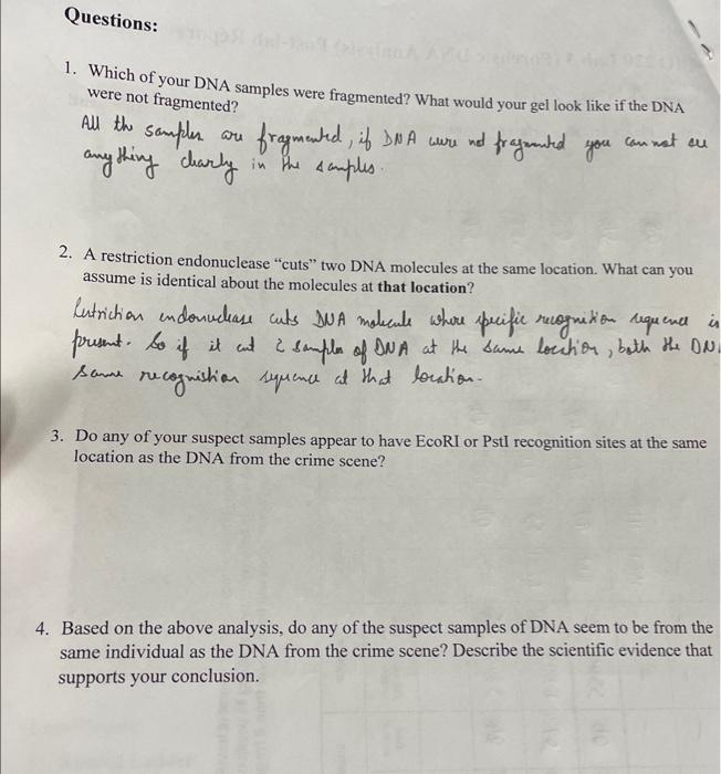 Solved 1. Which of your DNA samples were fragmented? What | Chegg.com