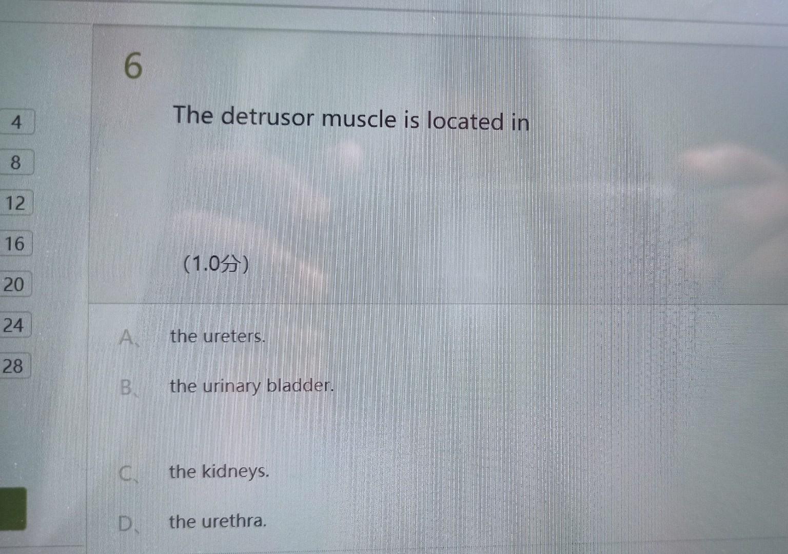 Solved 6 The detrusor muscle is located in 4 8 12 16 (1.05) | Chegg.com