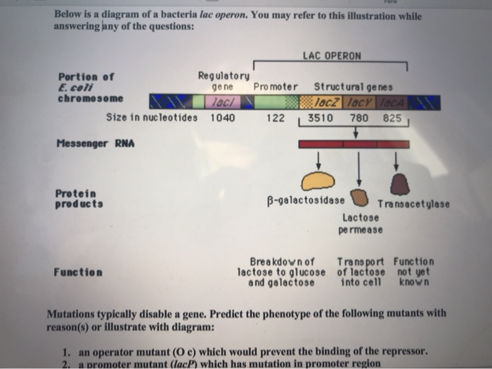 Solved Below is a diagram of a bacteria lac operon. You may | Chegg.com