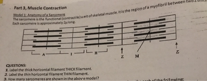 Solved Part 3, Muscle Contraction Model 1: Anatomy of a | Chegg.com