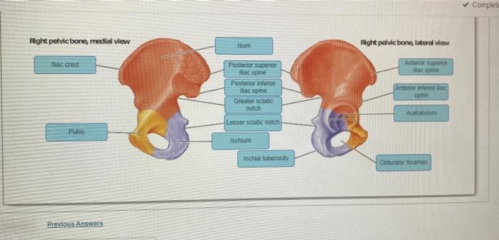 Solved Complete Right pelvic bone medial view Hum Right | Chegg.com