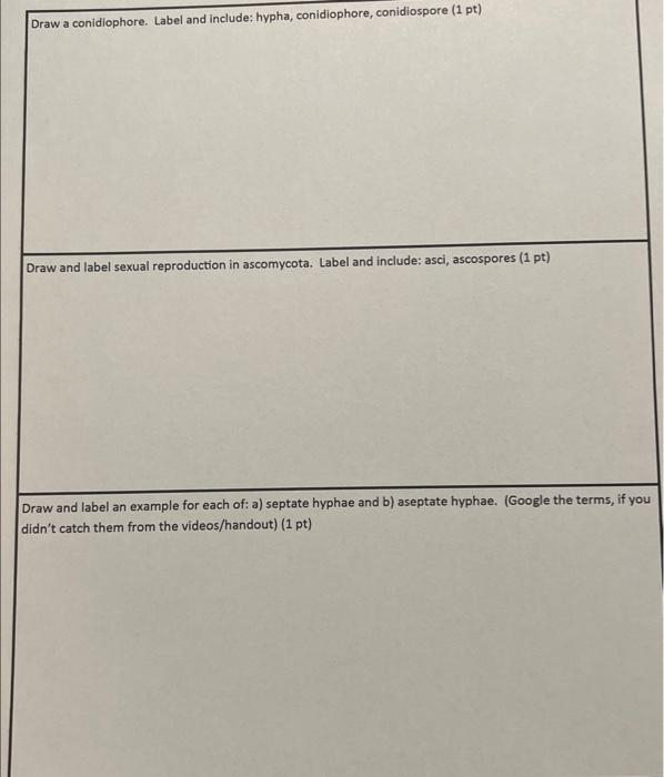 Solved Draw a conidiophore. Label and include: hypha, | Chegg.com