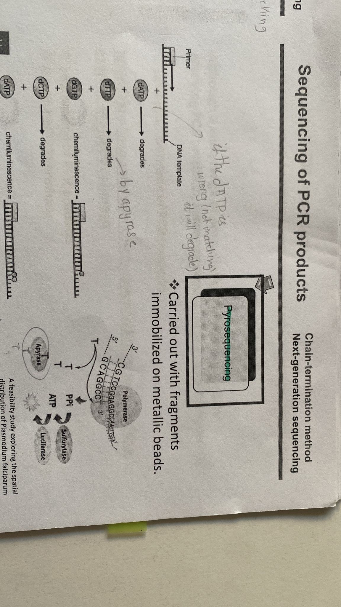 Solved Sequencing of PCR productsChain-termination method | Chegg.com
