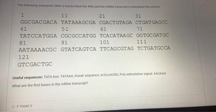 Solved The following eukaryotic DNA is transcribed into RNA | Chegg.com