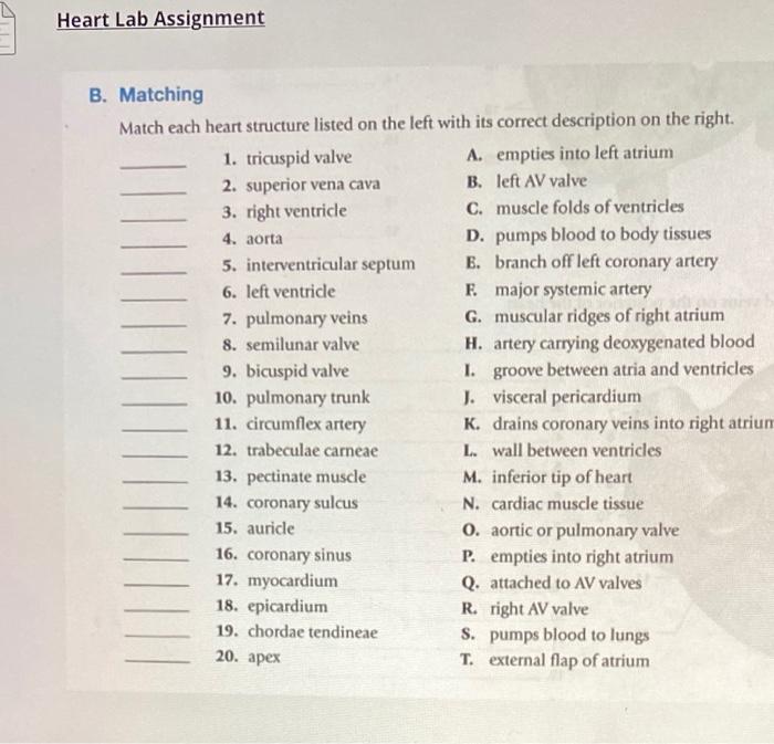 Solved Heart Lab Assignment B. Matching Match each heart | Chegg.com