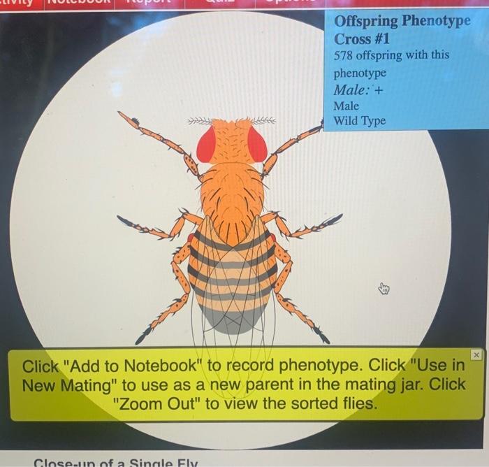 Solved Female: + Female Wild Type -- Male: BL Male Black | Chegg.com