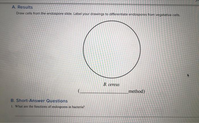 Solved A. Results Draw cells from the endospore slide. Label | Chegg.com