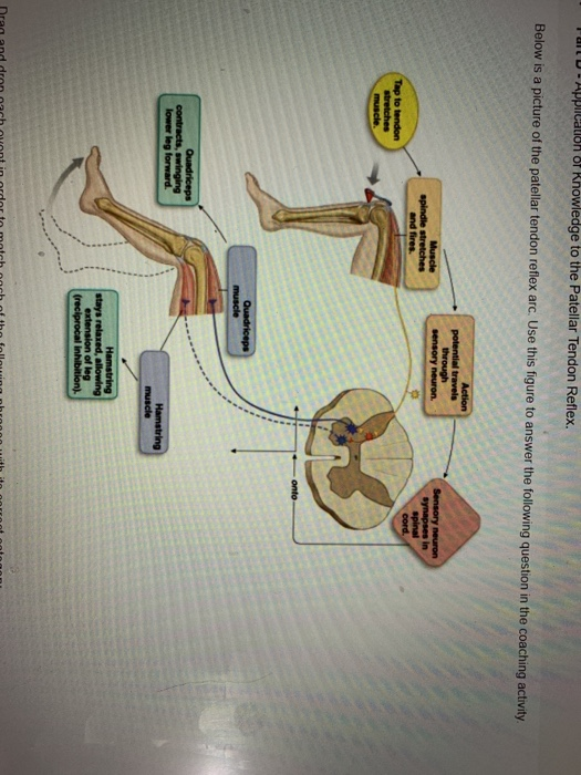 Solved Drag and drop each event in order to match each of | Chegg.com