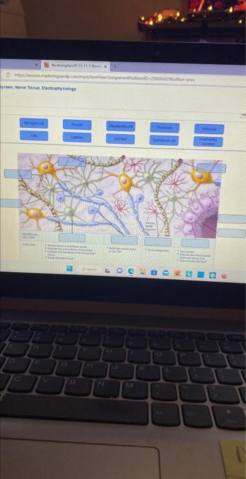 Solved drag the appropriate labels to their respective | Chegg.com