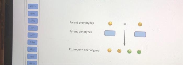 Parent phenotypes Parent genotypes F1 progeny | Chegg.com