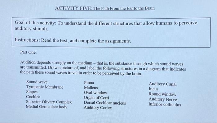 Solved ACTIVITY FIVE: The Path From the Ear to the Brain | Chegg.com