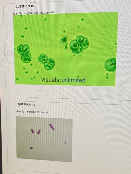 Solved QUESTION 15 Identify the genus of this organism | Chegg.com