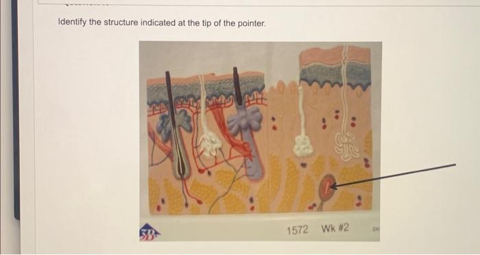 Solved Identify the structure indicated at the tip of the | Chegg.com