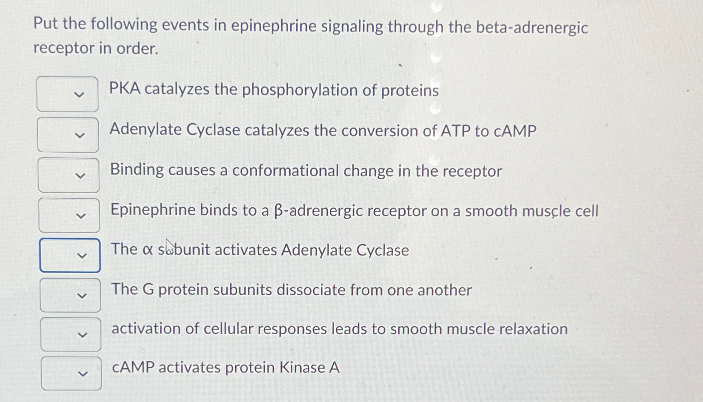 Solved Put the following events in epinephrine signaling | Chegg.com
