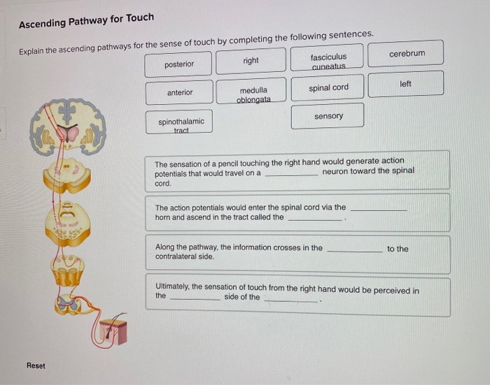 Solved Ascending Path way for Touch Explain the ascending | Chegg.com