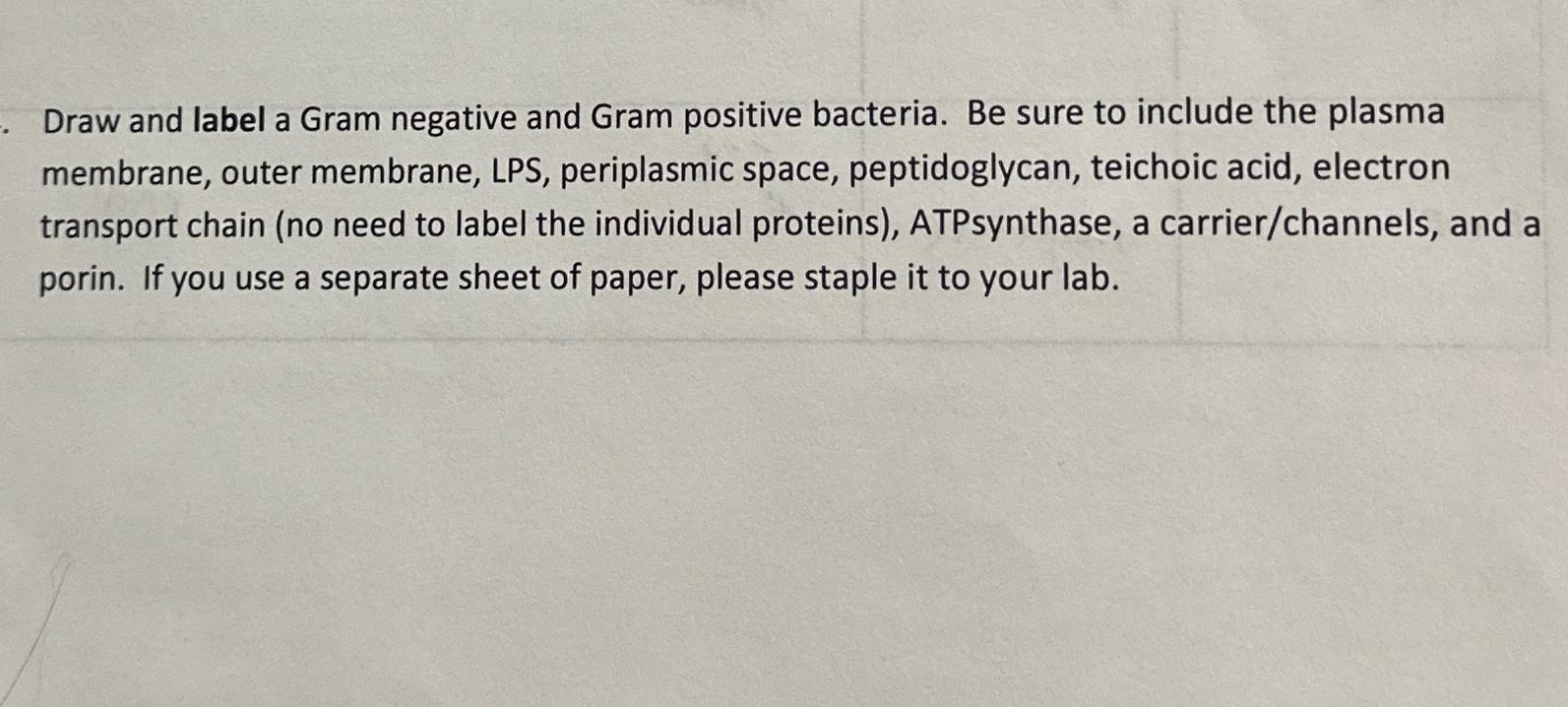 Solved Draw and label a Gram negative and Gram positive | Chegg.com
