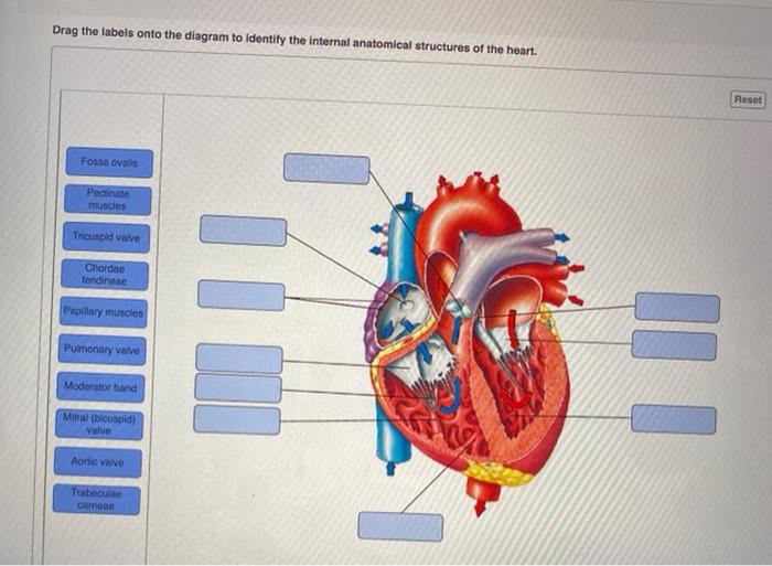 Solved Drag the labels onto the diagram to identify the | Chegg.com