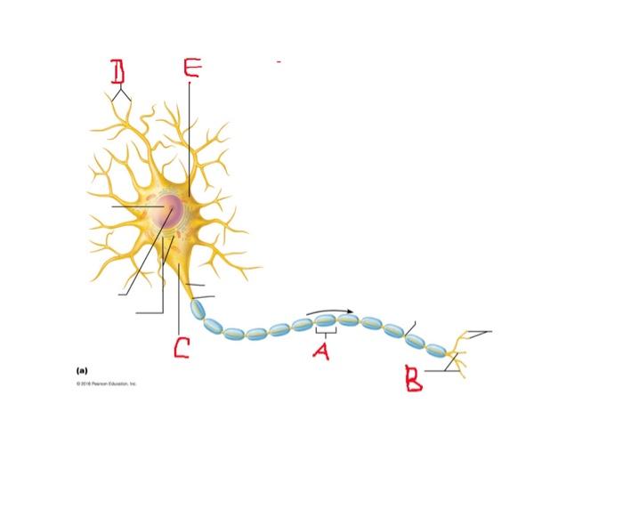 Solved help me label this picture, neuron. | Chegg.com