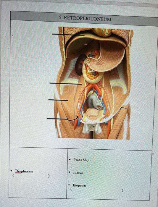 Solved abdomen and retroperitoneum muscles-Label the muscle | Chegg.com