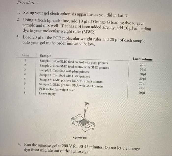 Solved Procedure - 1. Set up your gel electrophoresis | Chegg.com