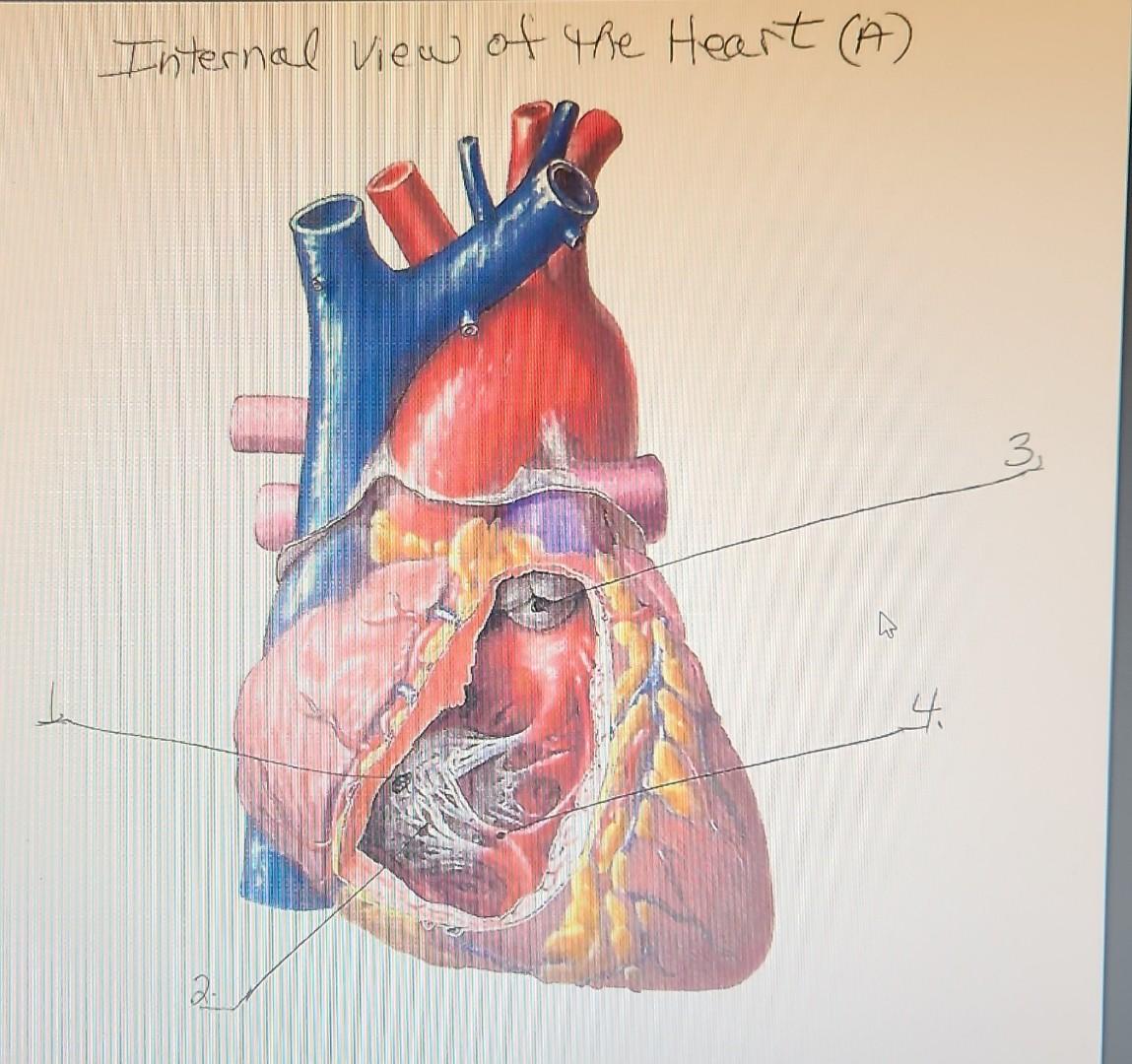 Solved - (uRnLan+(n˙)Internal View of the Heart (B)Internal | Chegg.com