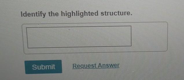 Solved Identify the highlighted structure. Submit Request | Chegg.com