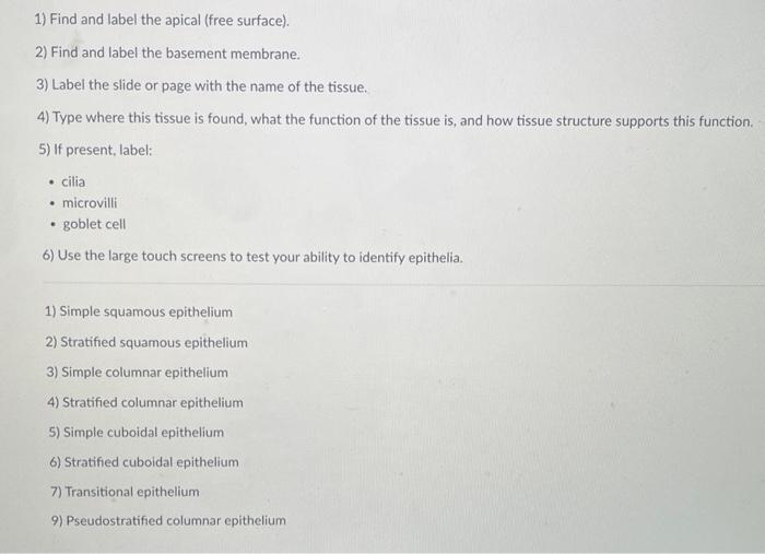 Solved 1) Find and label the apical (free surface). 2) Find | Chegg.com