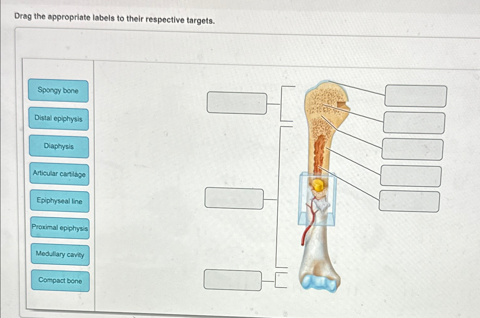 Solved Drag the appropriate labels to their respective | Chegg.com