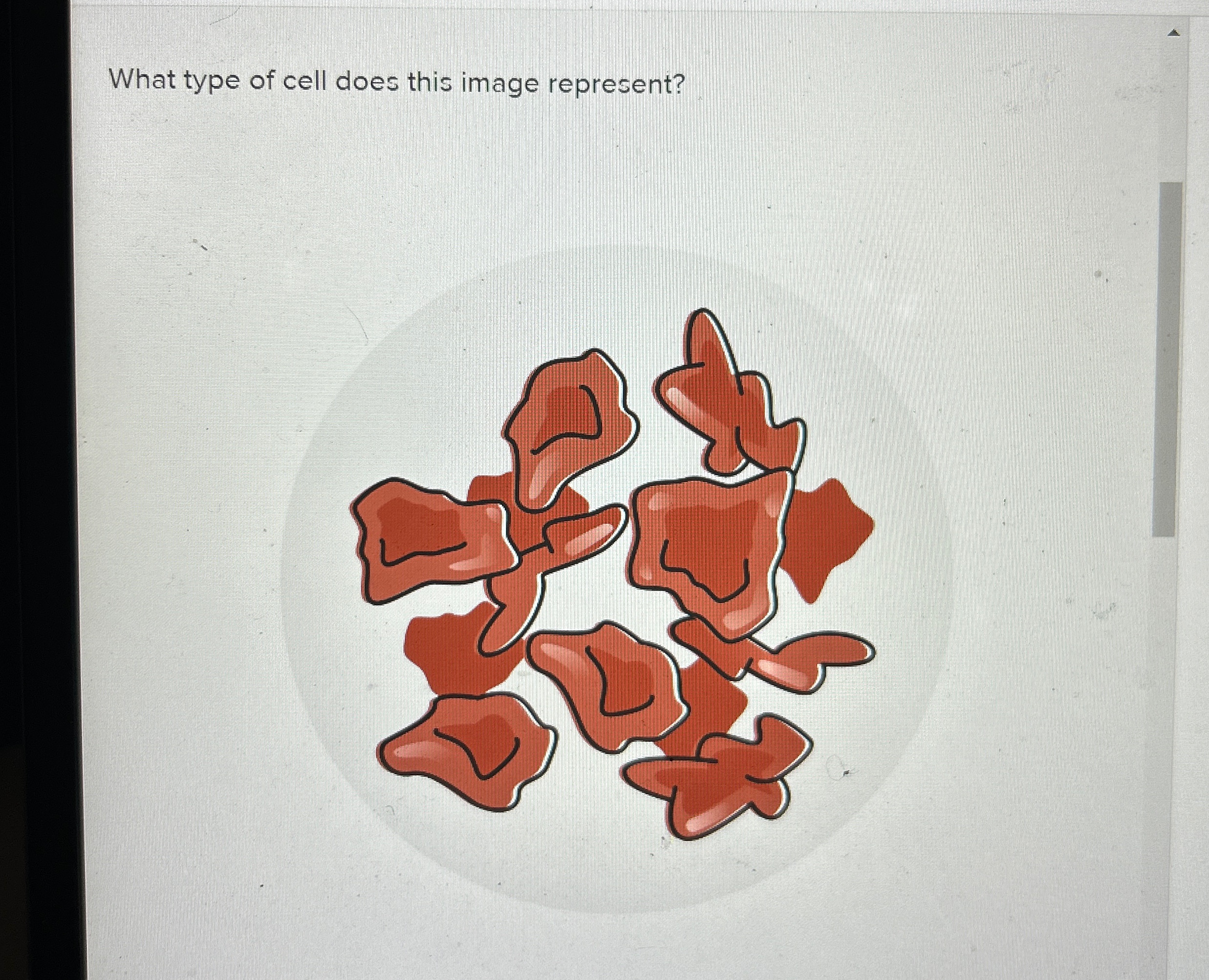 Solved What type of cell does this image represent? | Chegg.com