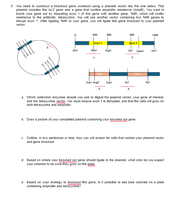 Solved 5. ﻿You need to construct a knockout gene construct | Chegg.com