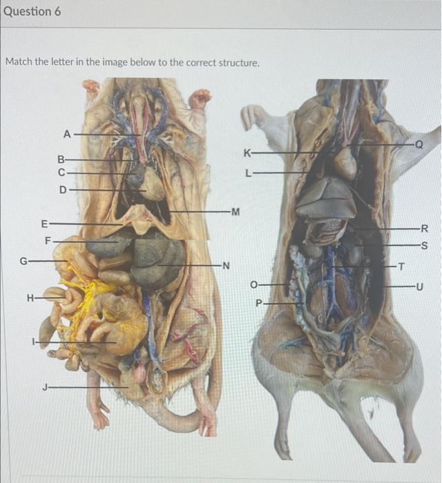 Solved hi can i get some help with labelling the dissection | Chegg.com