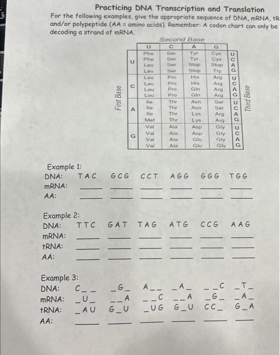Practicing DNA Transcription and Translation For the | Chegg.com