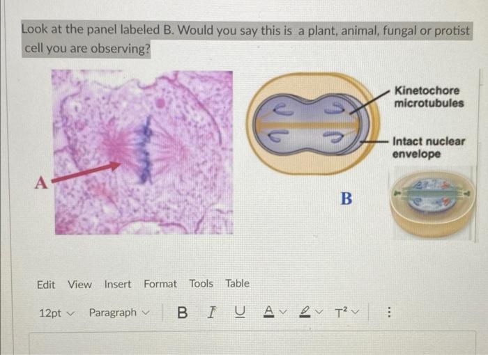 Solved Look at the panel labeled B. Would you say this is a | Chegg.com