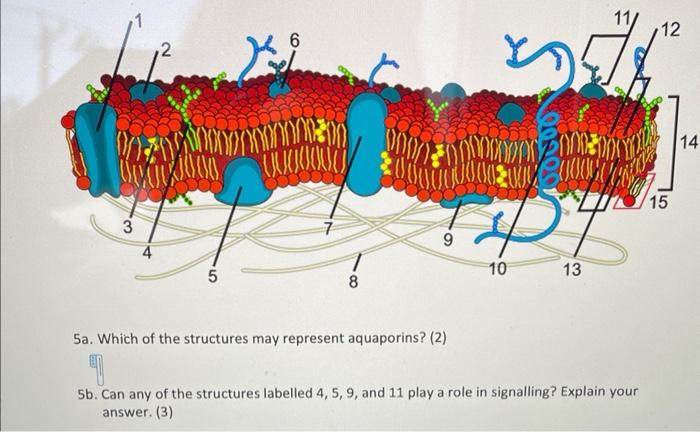 Solved 5a. Which of the structures may represent aquaporins? | Chegg.com