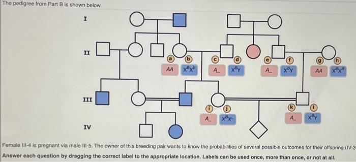 Solved The pedigree from Part B is shown below. I II III IV | Chegg.com