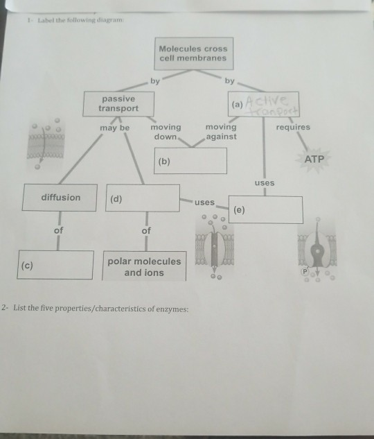 Solved 1 Label the following diagram Molecules cross cell | Chegg.com