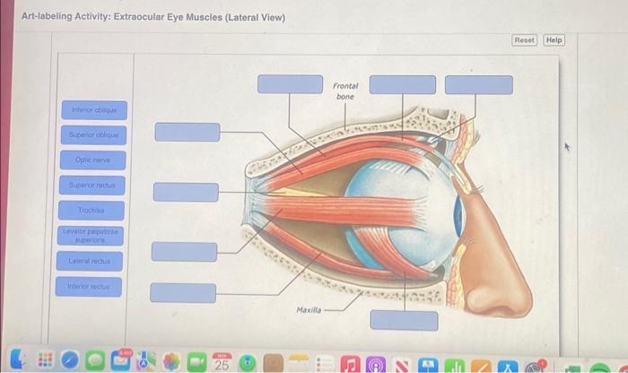 Solved Art-labeling Activity: Extraocular Eye Muscles | Chegg.com