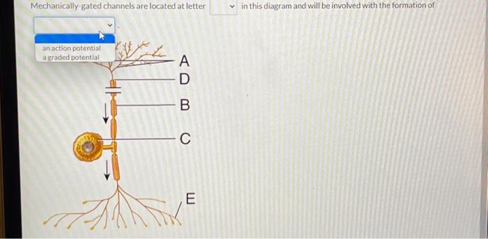 Solved Mechanically-gated channels are located at letter in | Chegg.com