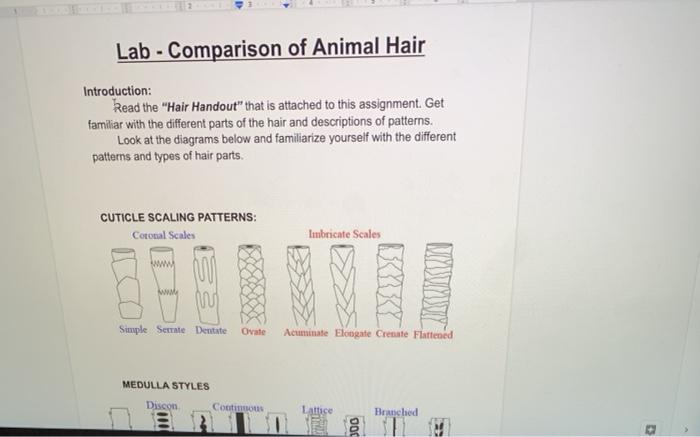 Solved Procedure: 1. Examine the slides of animal hair in | Chegg.com