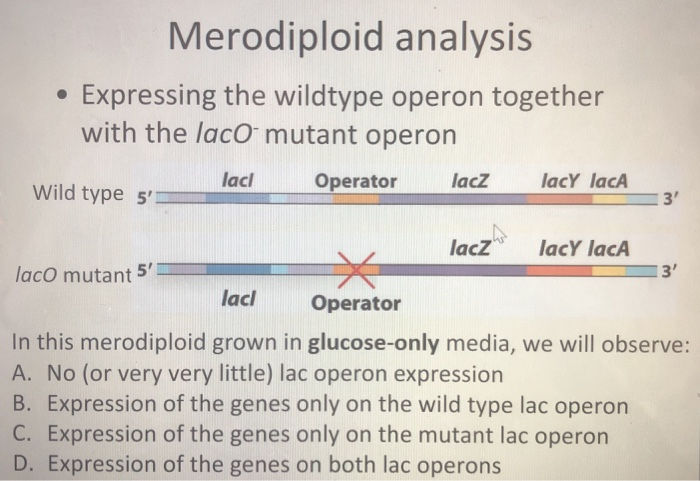 Solved In this merodiploid, grown in glucose-only media, we | Chegg.com