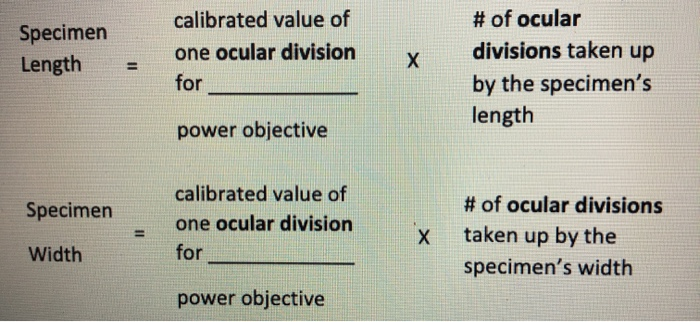 H. Determination of Specimen/Cell Length and Width | Chegg.com
