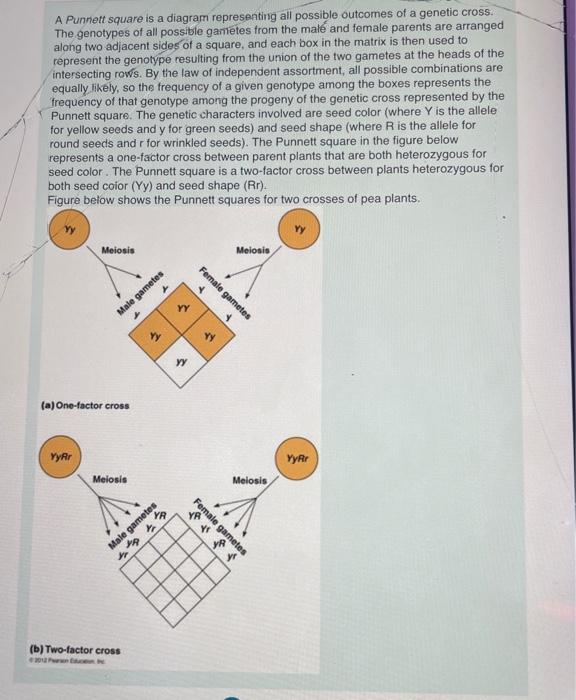 Solved A Punnett square is a diagram representing all | Chegg.com