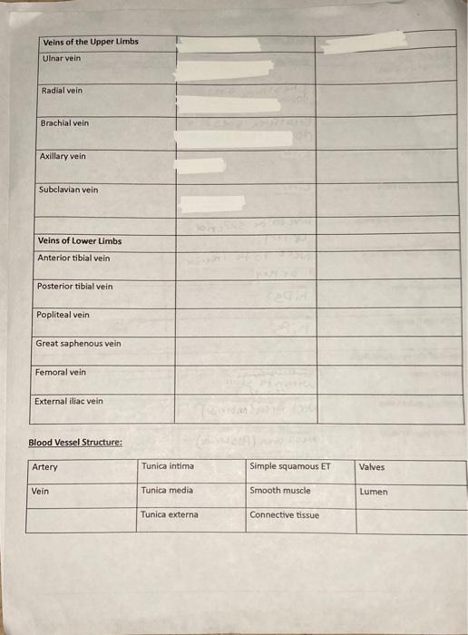 Solved Vessel Name Veins of the Trunk: Superior vena cava | Chegg.com