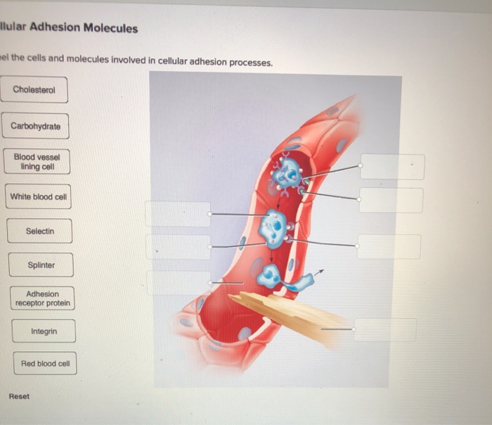 Solved Ilular Adhesion Molecules nel the cells and molecules | Chegg.com