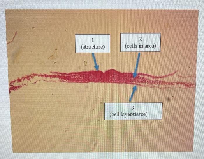 QUESTION 7. Look at picture below and identify the | Chegg.com