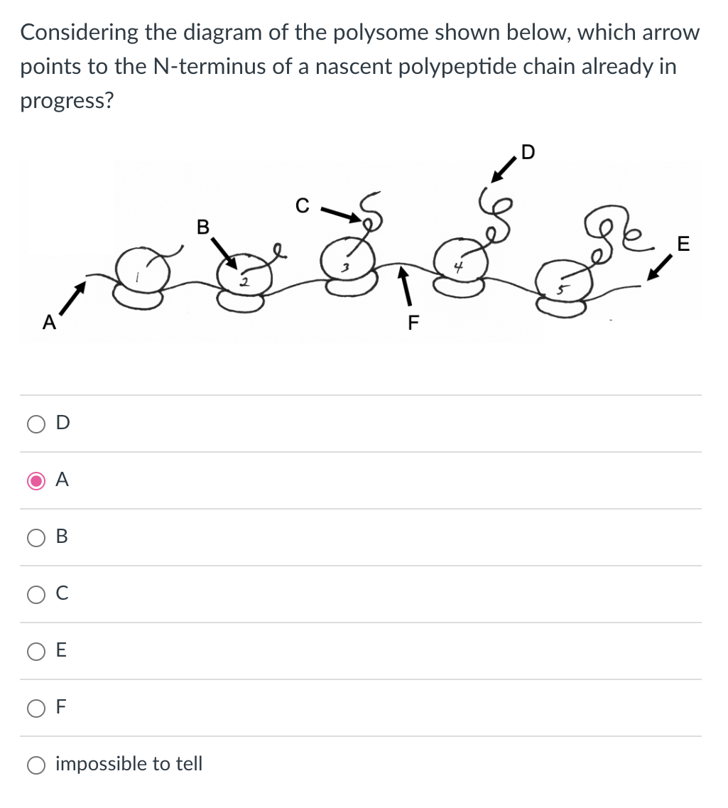 Solved Considering the diagram of the polysome shown below, | Chegg.com