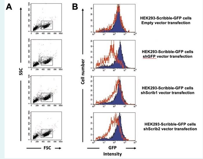 Solved To examine the function of the Scribble polarity | Chegg.com