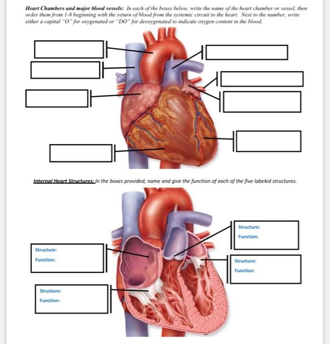Solved Heart Chambers and major blood vessels: In each of | Chegg.com