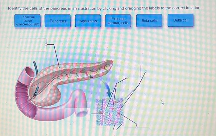 Solved Identify the cells of the pancreas in an illustration | Chegg.com