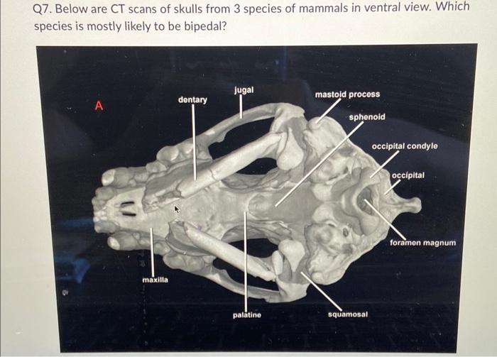 Solved Q7. Below are CT scans of skulls from 3 species of | Chegg.com